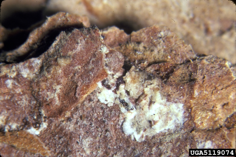 giant coccids (Desmococcus captivus)