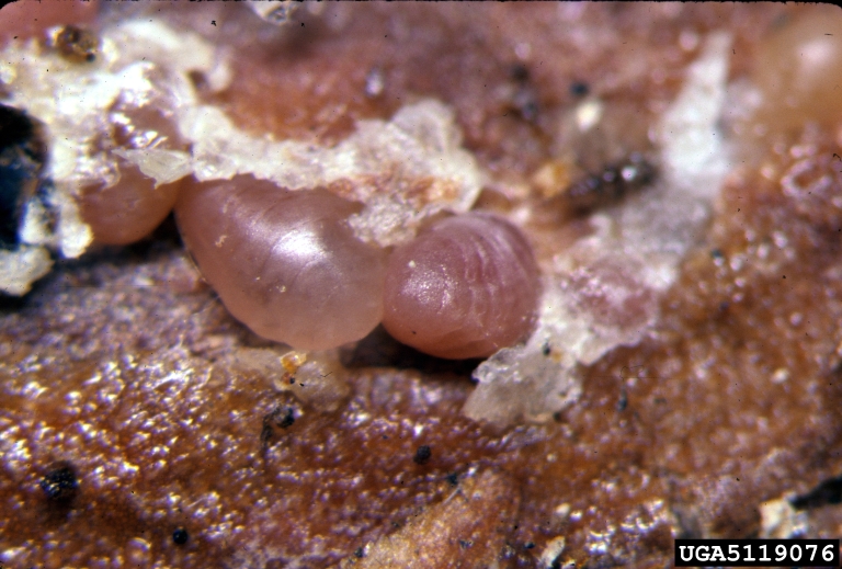 giant coccids (Desmococcus captivus McKenzie, 1942)