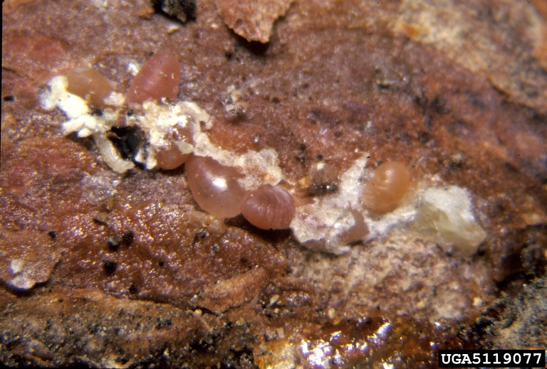 giant coccids (Desmococcus captivus)