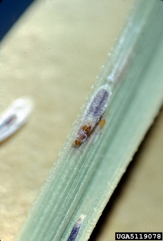 armored scale (Opuntiaspis carinatus)