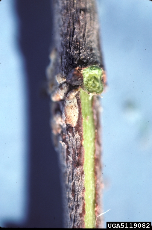 armored scale (Aonidomytilus ceanothi)