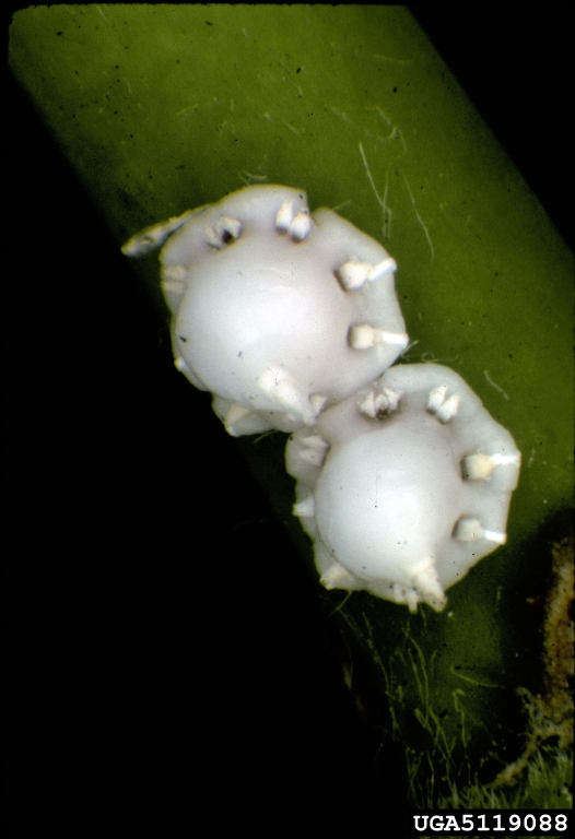 Japanese wax scale, Indian wax scale (Ceroplastes ceriferus Fabricius ...