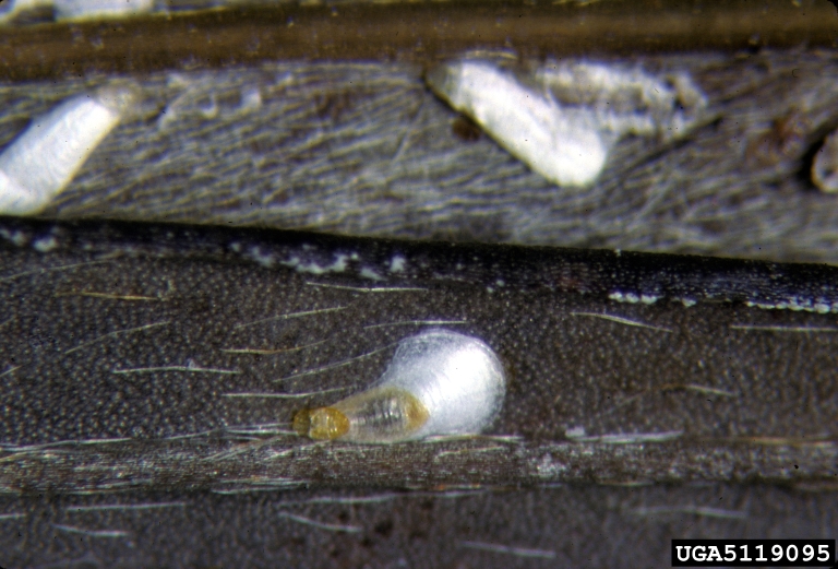 armored scales (Genus Chionaspis)