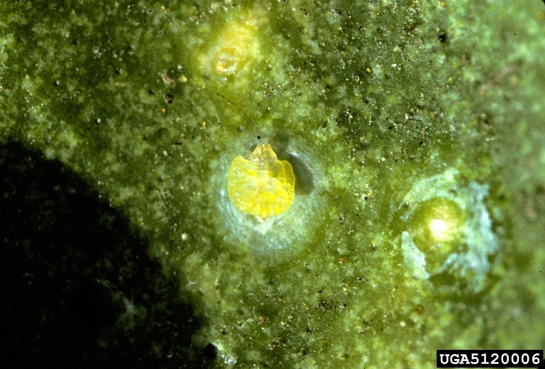yellow scale (Aonidiella citrina ) on citrus (Citrus spp. ) - 5120006