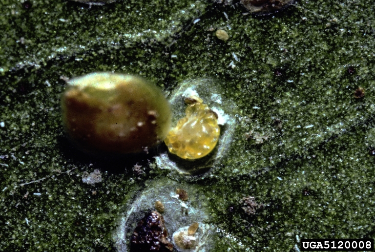 yellow scale (Aonidiella citrina (Coquillett))