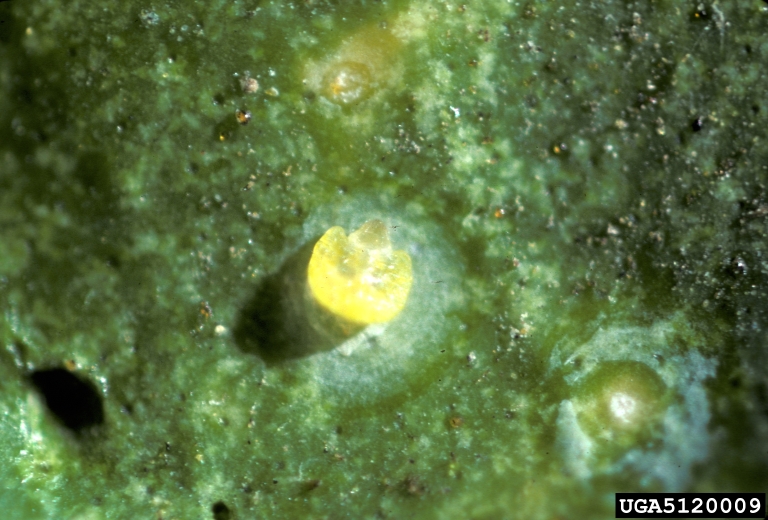 yellow scale (Aonidiella citrina)