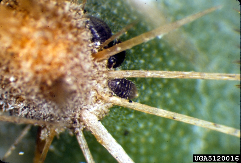 cactus eriococcin (Eriococcus coccineus Cockerell)