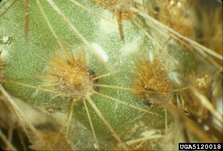 cactus eriococcin (Eriococcus coccineus Cockerell)