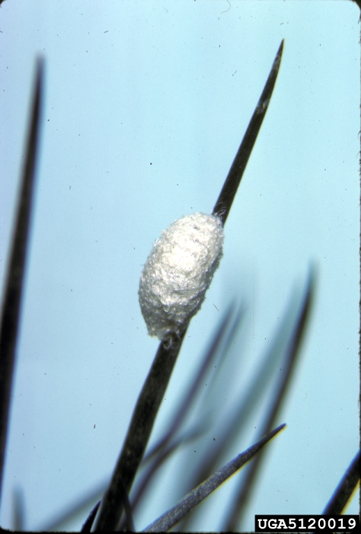 cactus eriococcin (Eriococcus coccineus Cockerell)