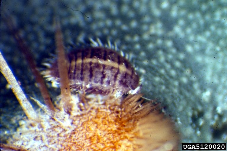 cactus eriococcin (Eriococcus coccineus Cockerell)