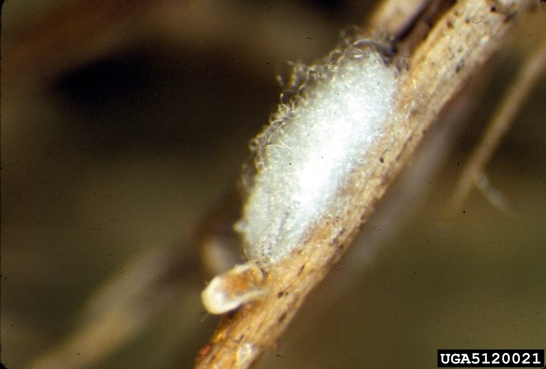 cactus eriococcin (Eriococcus coccineus)