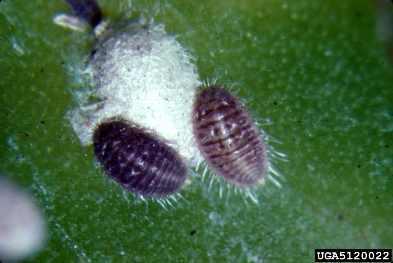 cactus eriococcin (Eriococcus coccineus Cockerell)