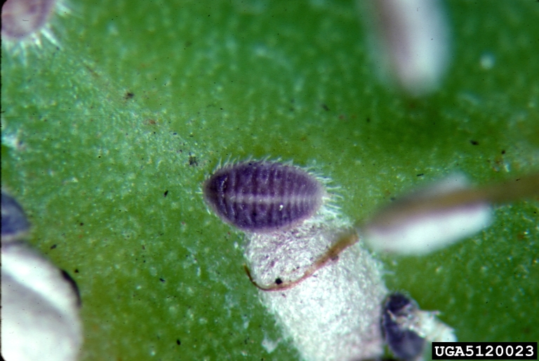 cactus eriococcin (Eriococcus coccineus)