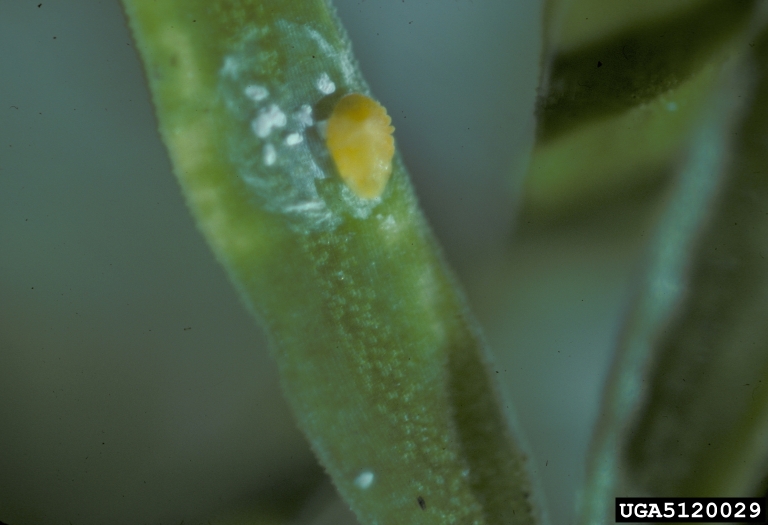 false oleander scale (Pseudaulacaspis cockerelli)