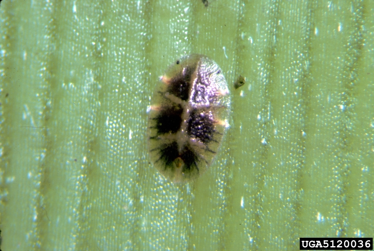 hemispherical scale (Saissetia coffeae (Walker))