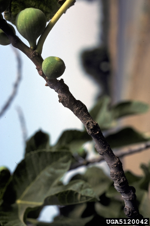 fig scale (Lepidosaphes conchiformis)