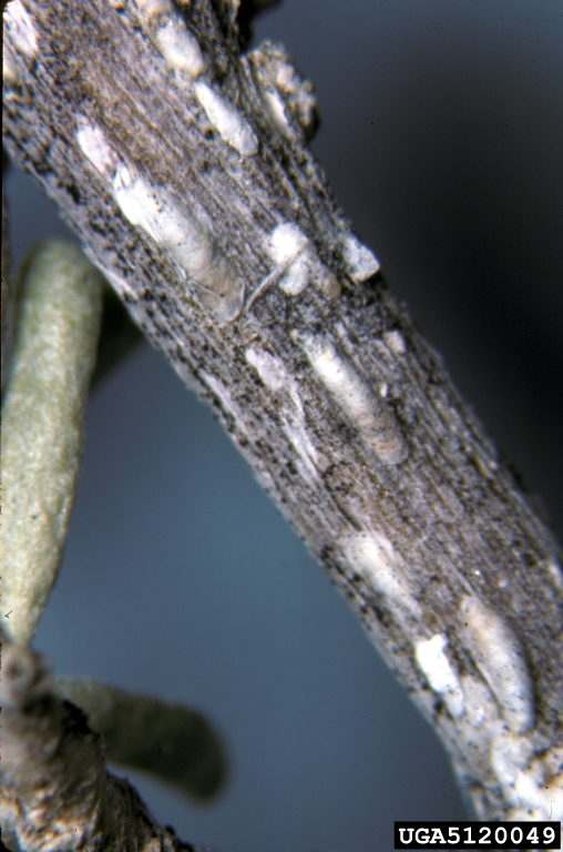 armored scale (Aonidomytilus concolor ) on saltbush (Atriplex spp ...