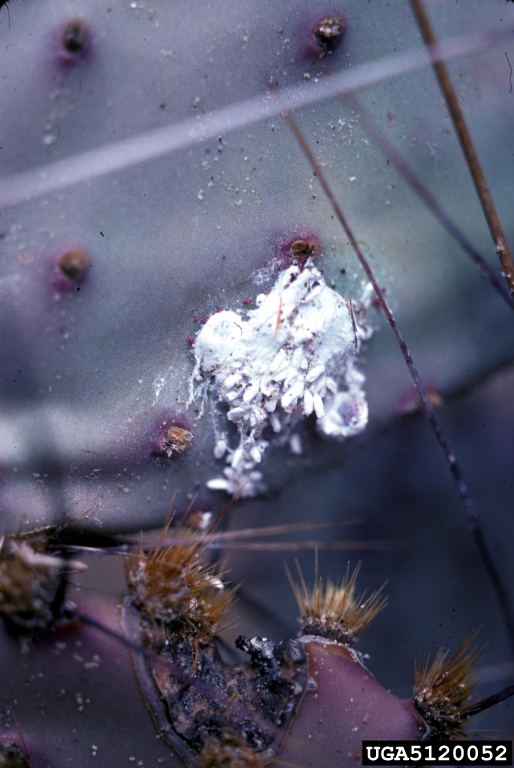 cochineal scale (Dactylopius confusus)