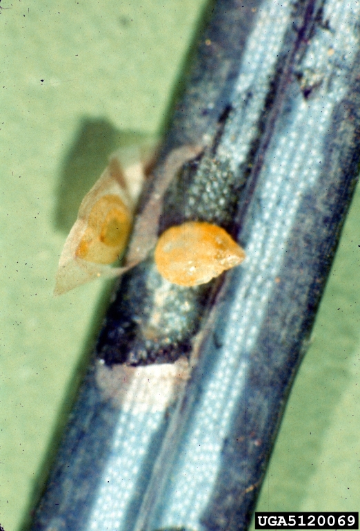 cryptomeria scale (Aspidiotus cryptomeriae)