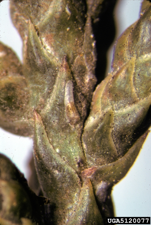 armored scale (Cupidaspis cupressi)