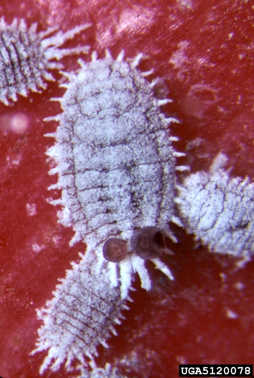 citrophilus mealybug (Pseudococcus calceolariae)