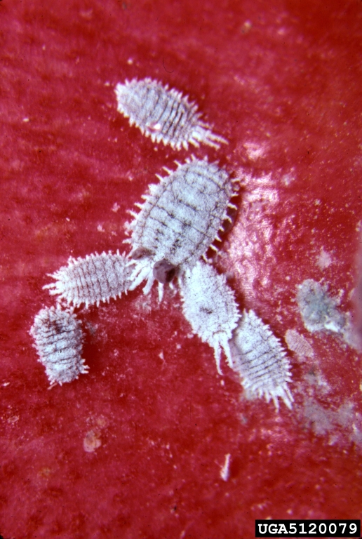 citrophilus mealybug (Pseudococcus calceolariae)