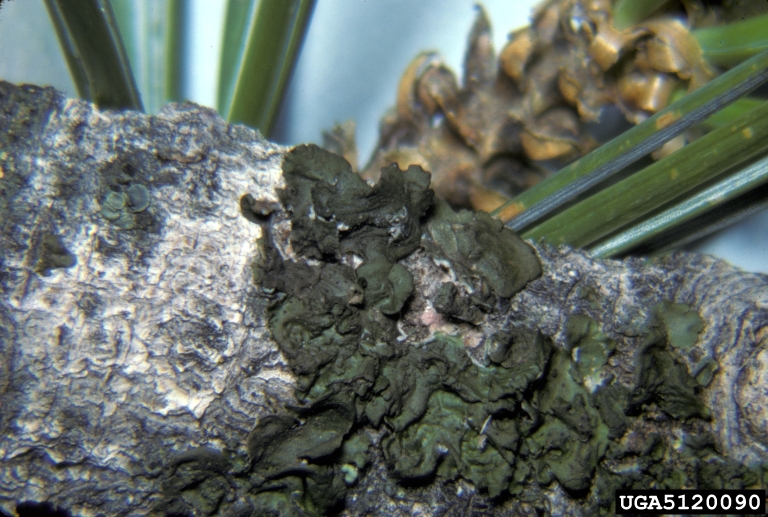 giant coccids (Pityococcus deleoni)