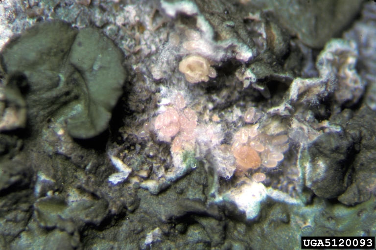 giant coccids (Pityococcus deleoni)