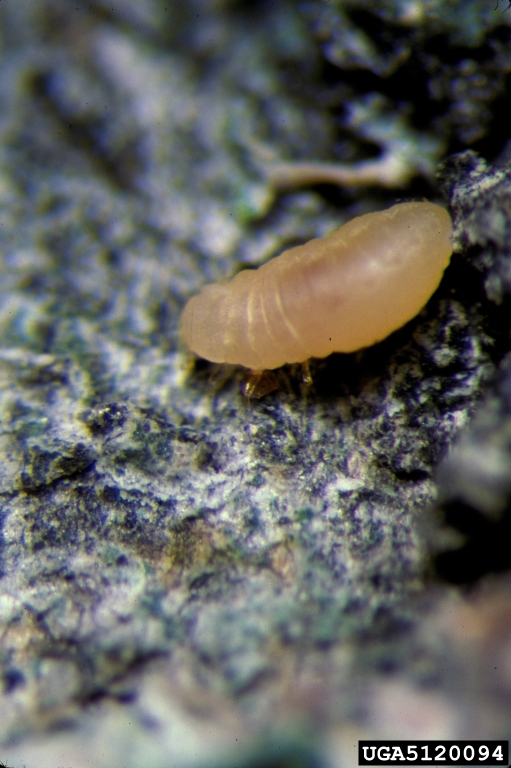 giant coccids (Pityococcus deleoni)