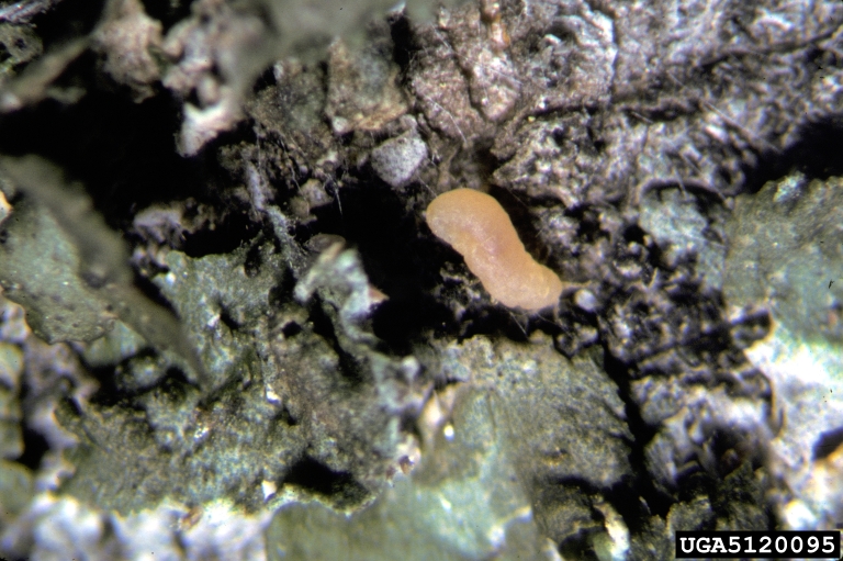 giant coccids (Pityococcus deleoni)