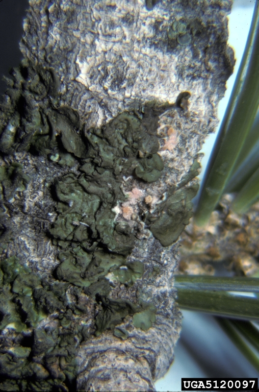 giant coccids (Pityococcus deleoni)