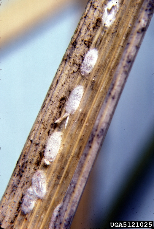Mt. Diablo eriococcin (Eriococcus diaboli Ferris, 1955)