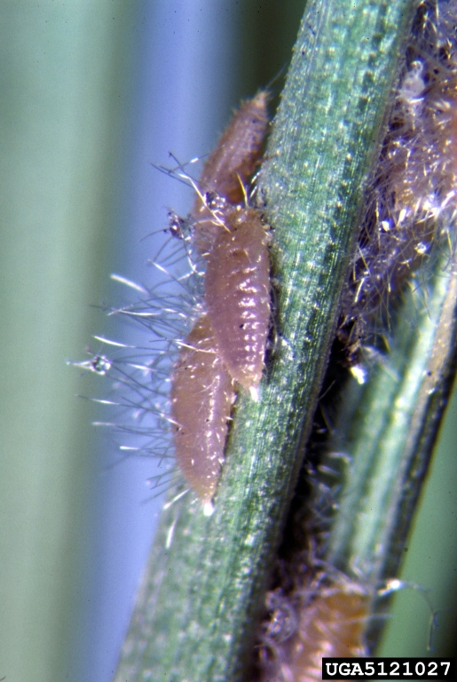 Mt. Diablo eriococcin (Eriococcus diaboli Ferris, 1955)