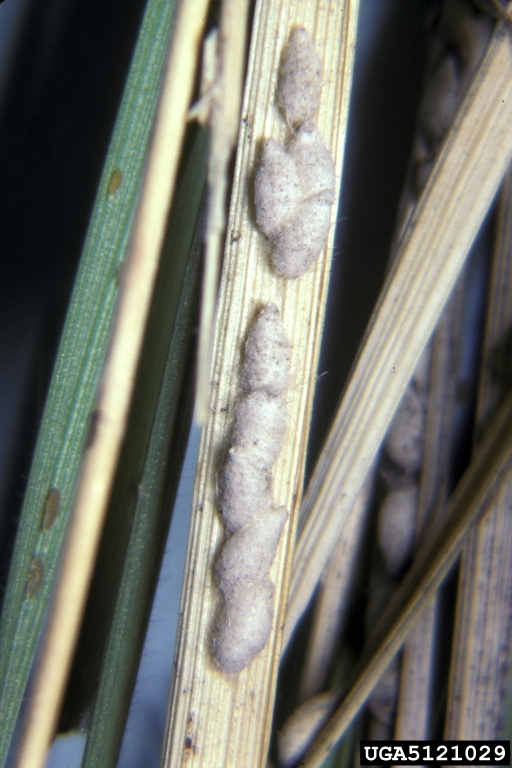 Mt. Diablo eriococcin (Eriococcus diaboli)