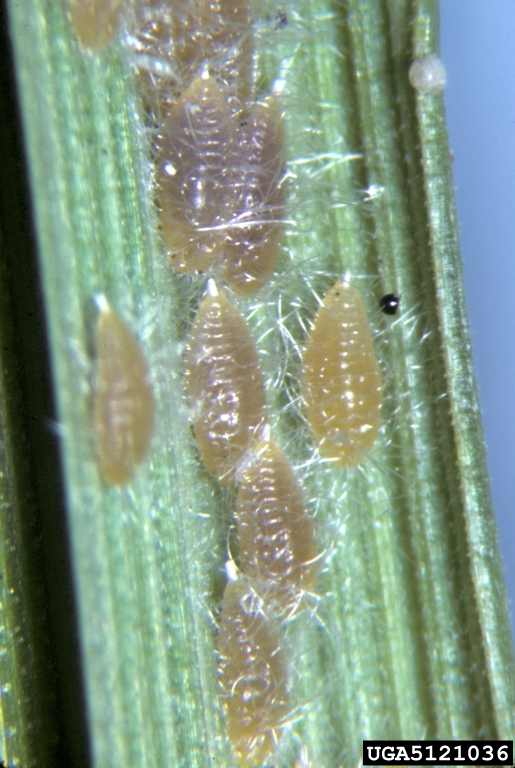 Mt. Diablo eriococcin (Eriococcus diaboli)