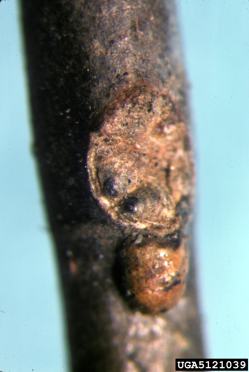 armored scale, Hemiberlesia diffinis (Hemiptera: Diaspididae) - 5121039