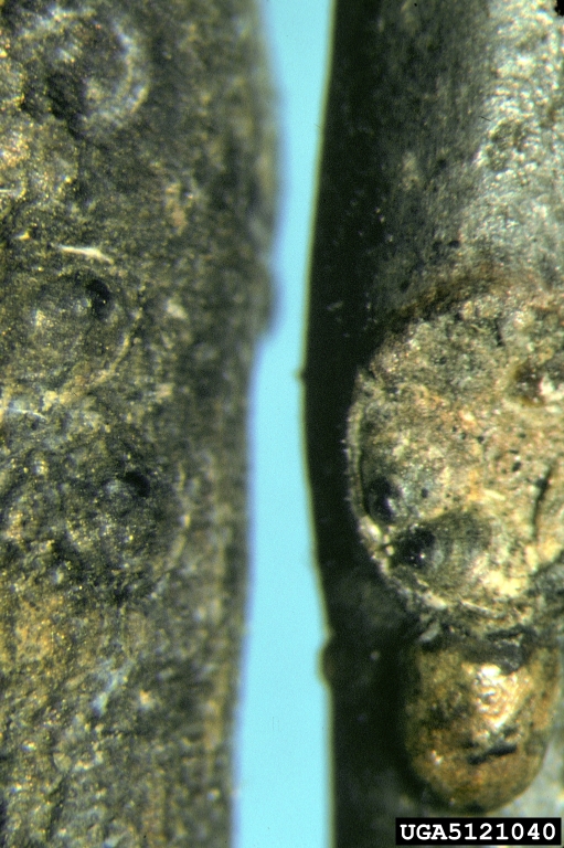 armored scale (Hemiberlesia diffinis Newstead, 1893)
