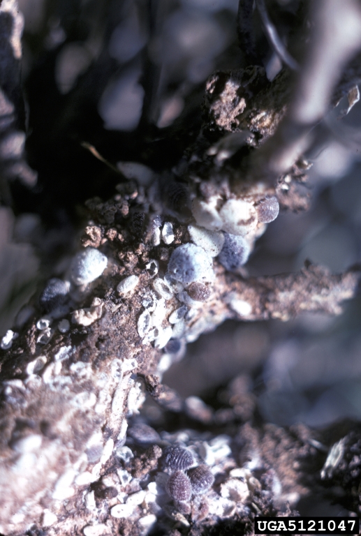 uncertain eriococcin (Eriococcus dubius Cockerell, 1896)