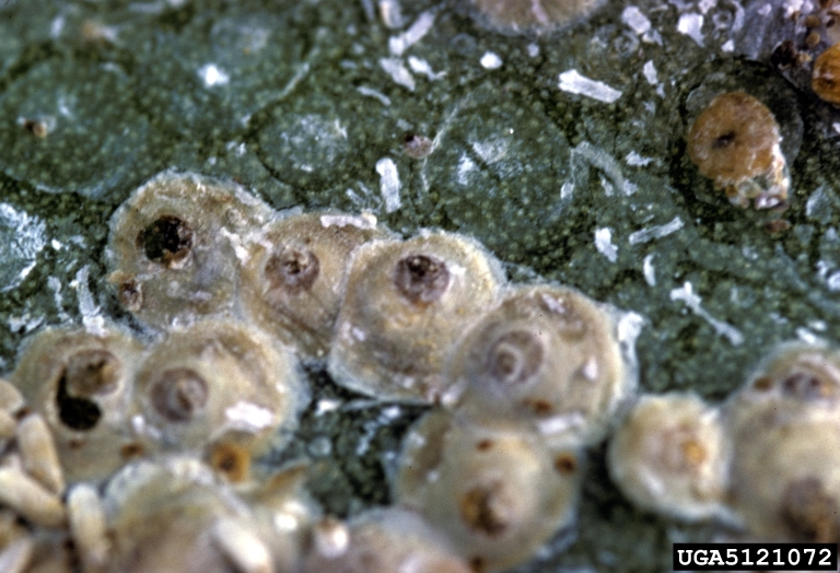 cactus scale (Diaspis echinocacti)