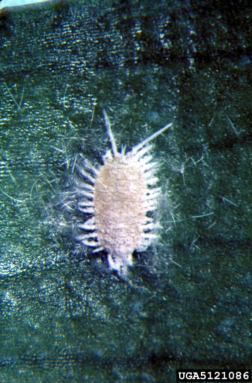 banana mealybug (Pseudococcus elisae Borchsenius)