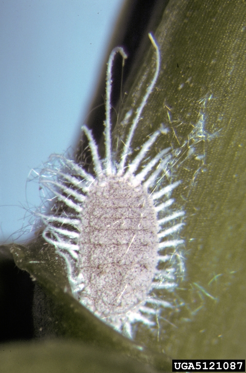 banana mealybug (Pseudococcus elisae Borchsenius)