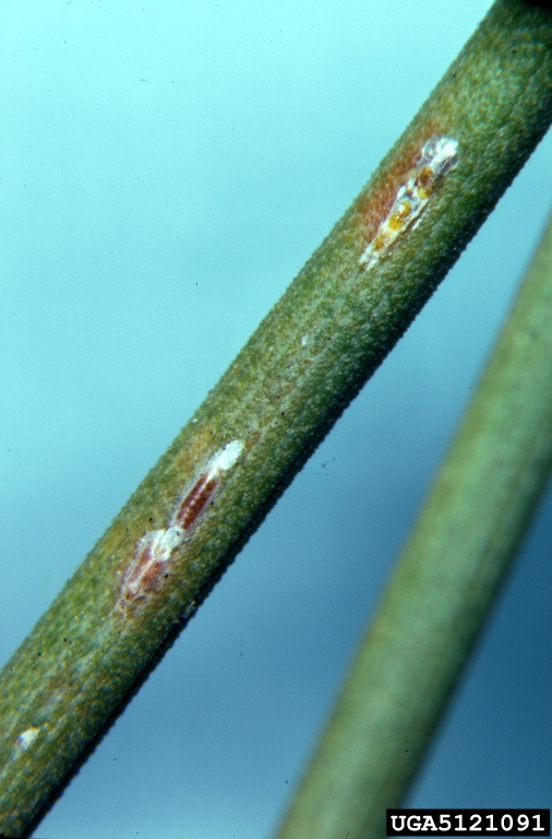 armored scale (Pallulaspis ephedrae Ferris, 1937)