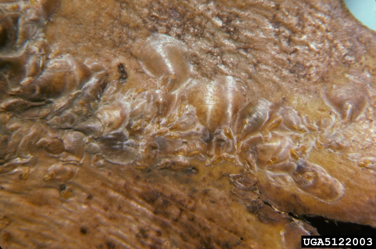 armored scale (Lepiosaphes esakii)