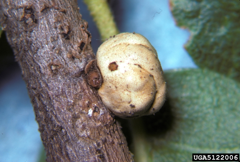 kermes scale (Allokermes essigii (King, 1913))