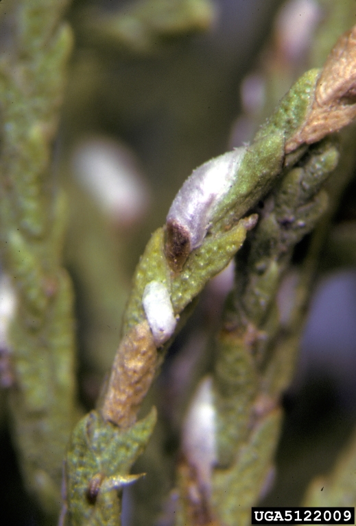 armored scale (Chionaspis etrusca Leonardi, 1908)