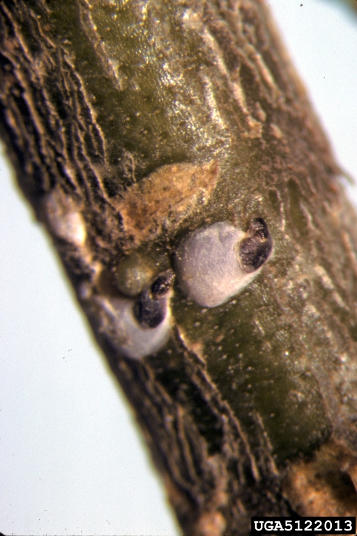 armored scale (Chionaspis etrusca)