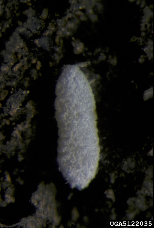 ground mealybug (Rhizoecus falcifer)