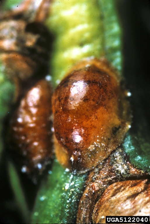 fletcher scale (Parthenolecanium fletcheri (Cockerell, 1893))