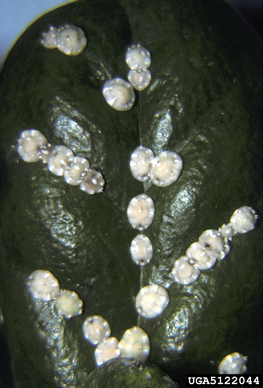 Florida wax scale (Ceroplastes floridensis)
