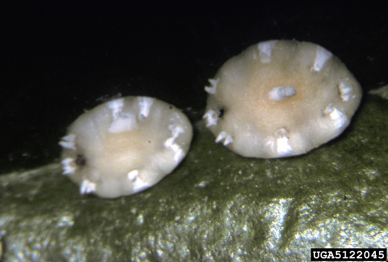 Florida wax scale (Ceroplastes floridensis Comstock)